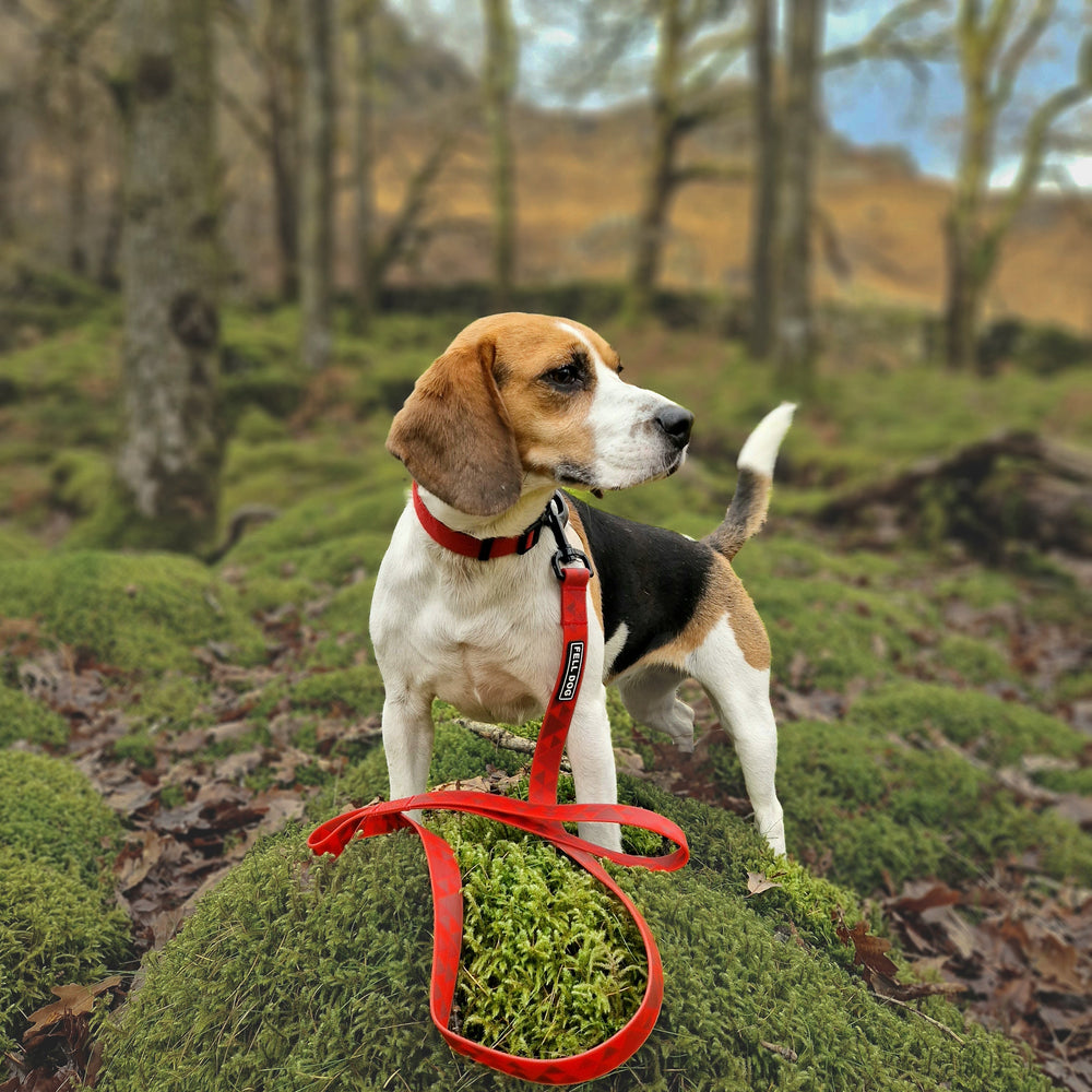 Fell Dog | Adventure Gear for Dogs